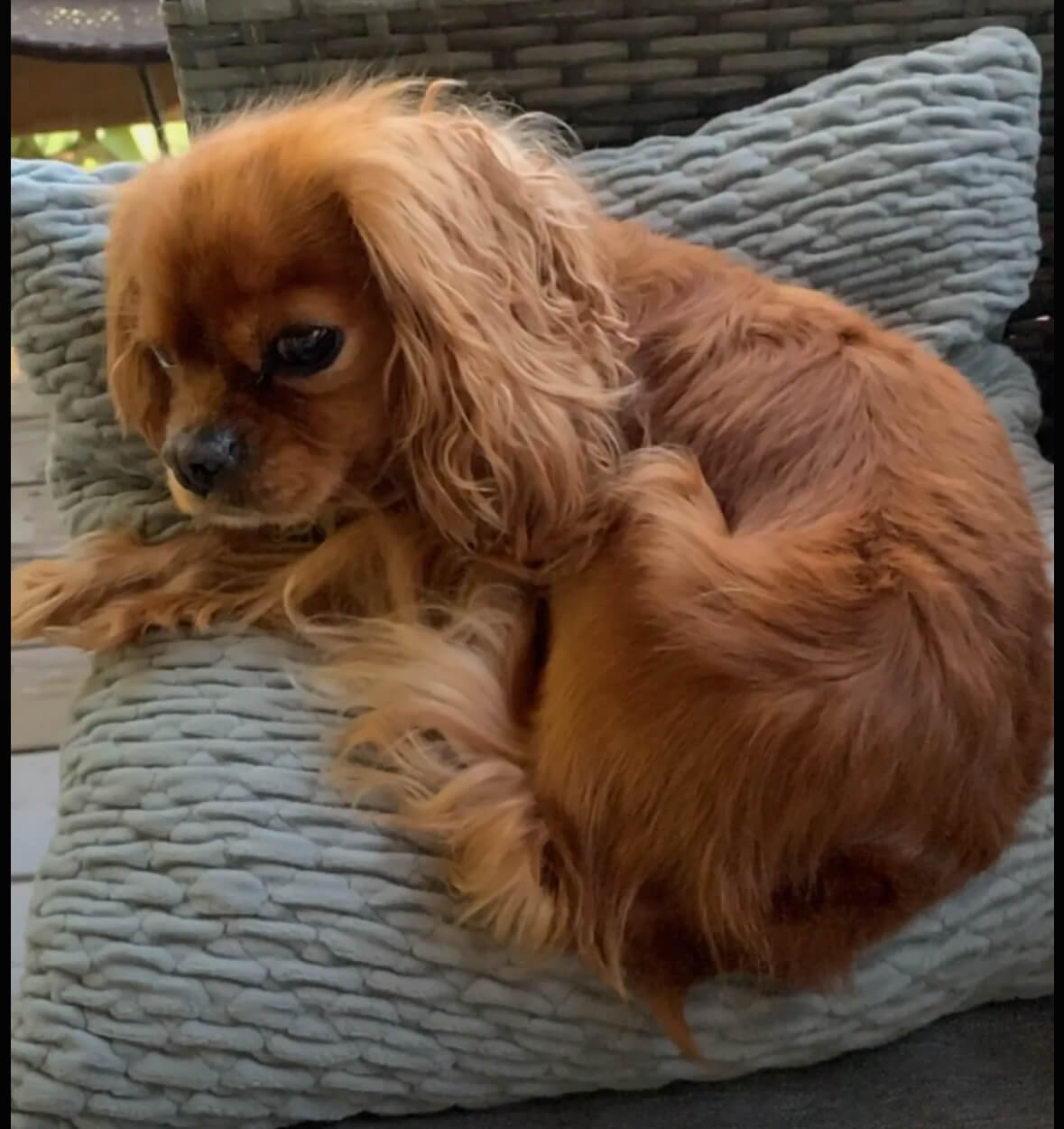 Meet the Team at Advanced Chiropractic