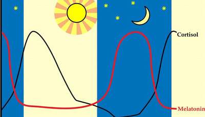 Hormones - What is Normal | Cardea